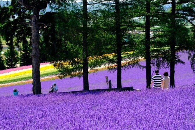 Hokkaido Asahiyama Zoo, Furano and Biei Bus Tour - Transportation, Schedule, and Overall Value