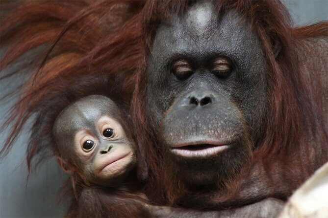 Hokkaido Asahiyama Zoo, Furano and Biei Bus Tour - FAQ