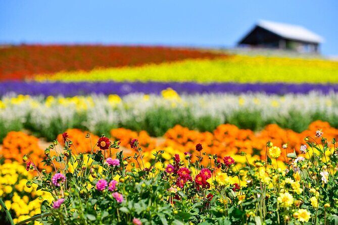 Hokkaido: Asahiyama Zoo, Furano, and Ningle Terrace Full Day Tour - Authentic Traveler Insights