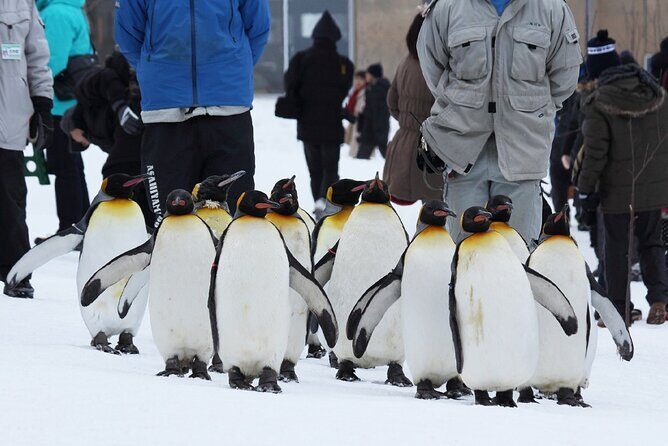 Hokkaido: Asahiyama Zoo, Furano, and Ningle Terrace Full Day Tour - FAQs