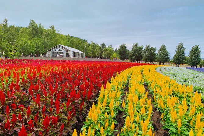 Hokkaido: Asahiyama Zoo, Furano, and Ningle Terrace Tour - Who Will Love This Tour?