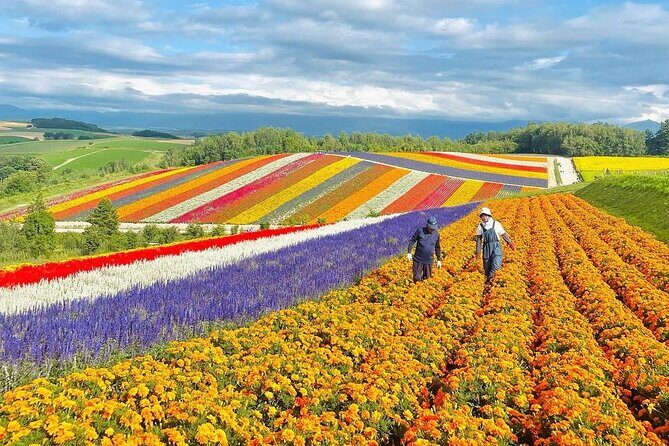 Hokkaido: Asahiyama Zoo, Furano, and Ningle Terrace Tour - The Sum Up