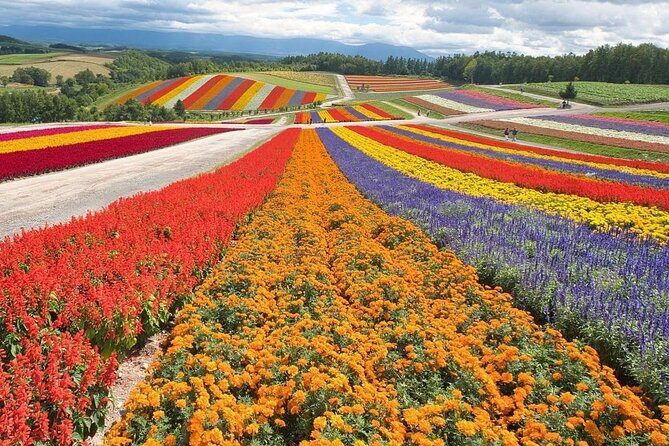 Hokkaido: Asahiyama Zoo, Furano, and Ningle Terrace Tour - FAQ