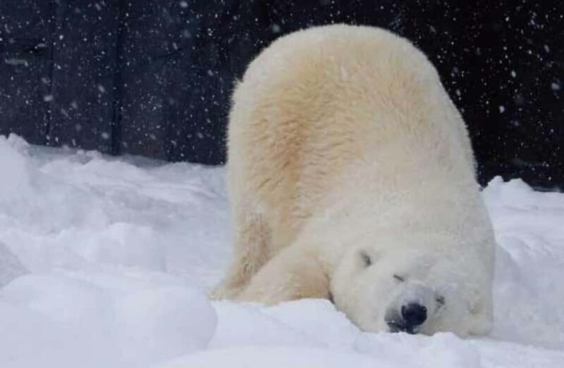 Hokkaido Asahiyama Zoo, Icebreaker GARINKO GO Sunset Tour - An Introduction to the Tour