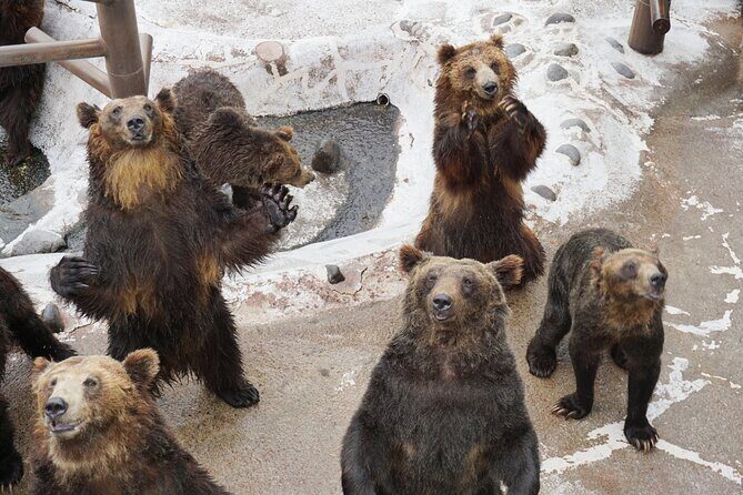 Hokkaido: Bear Park and Jigokudani Hell Valley Tour - Key Points