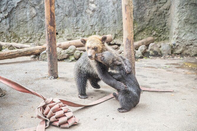 Hokkaido: Bear Park and Jigokudani Hell Valley Tour - Final Thoughts: Is This Tour Worth It?