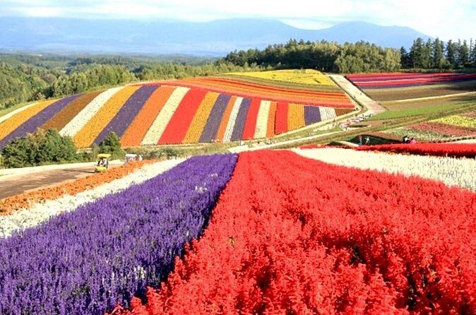 Hokkaido: Biei Blue Pond and Furano Flower Farm Day Trip - Who Will Love This Tour?