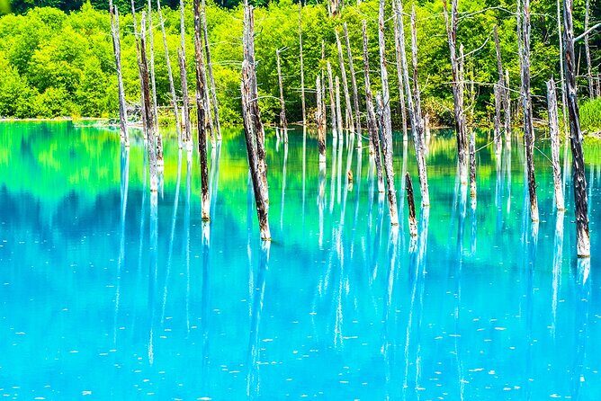 Hokkaido Biei Blue Pond Furano Flower Farm Ningle Terrace Trip - The Sum Up