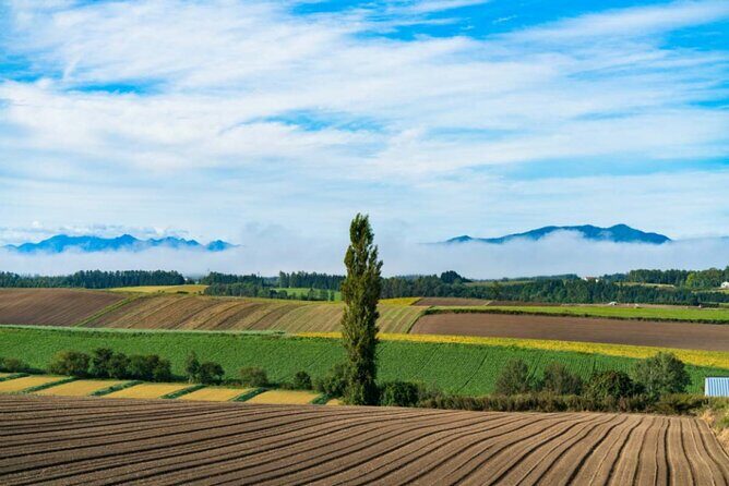Hokkaido Day Tour Farm Tomita, Blue Pond, Blue Pond and Buffet - Overall Value and Practical Tips