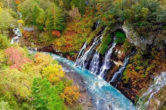 Hokkaido Day Tour from Sapporo: Asahiyama Zoo, Blue Pond Japan - Transportation & Group Dynamics