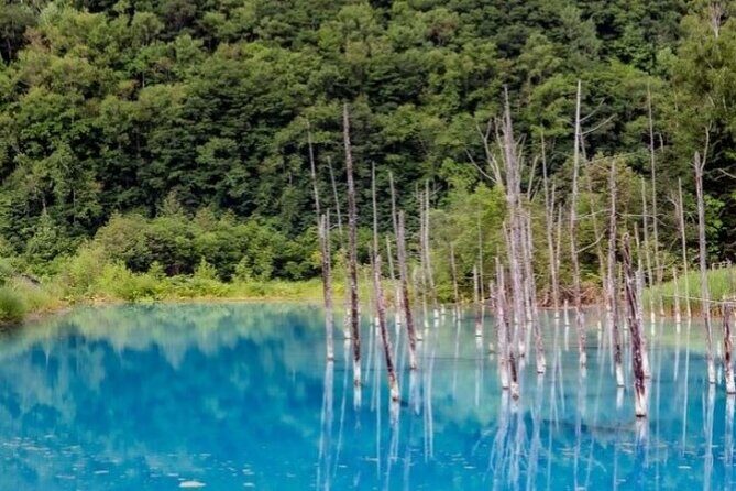 Hokkaido Day Trip From Sapporo, Asahiyama Zoo to Ningle Terrace - Final Thoughts