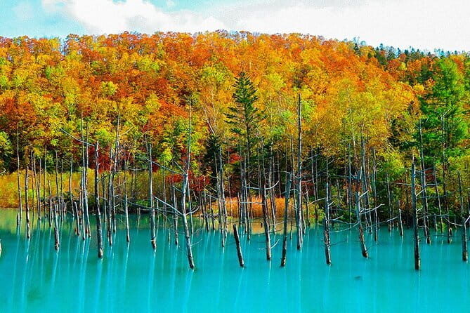 Hokkaido Day Trip From Sapporo: Asahiyama Zoo to Ningle Terrace - Key Points