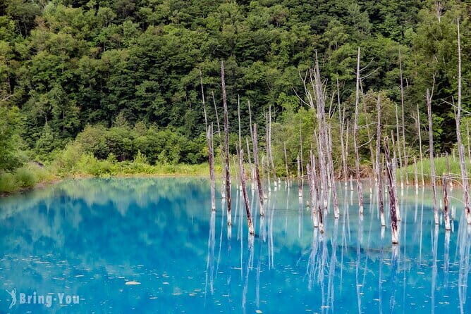 Hokkaido Day Trip From Sapporo: Asahiyama Zoo to Ningle Terrace - Appreciating the Authentic Hokkaido Experience