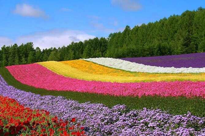 Hokkaido Farm Tomita Shikisai Hill Waterfall& Blue Pond Day Tour - Transportation and Group Dynamics