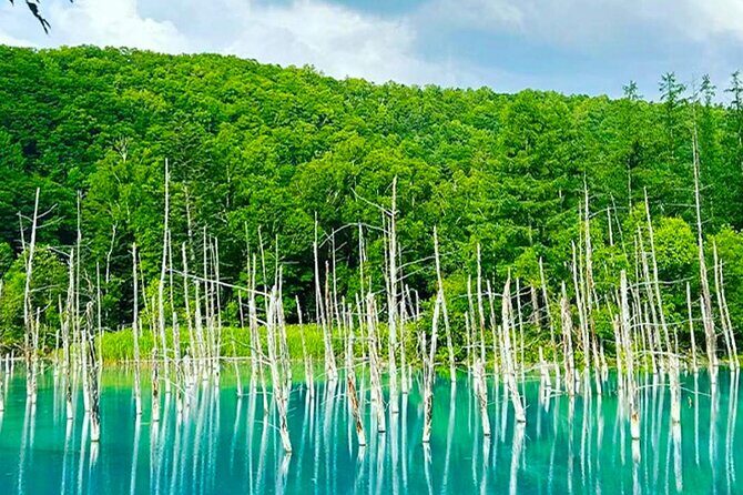 Hokkaido Farm Tomita Shikisai Hill Waterfall& Blue Pond Day Tour - The Sum Up