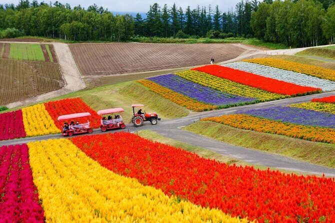 Hokkaido Furano Lavender & Biei Blue Pond Tour with Lunch - Key Points