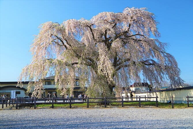 Hokkaido Hakodate Cherry Blossom 2D1N Bus tour from Sapporo - Analyzing the value and practicality