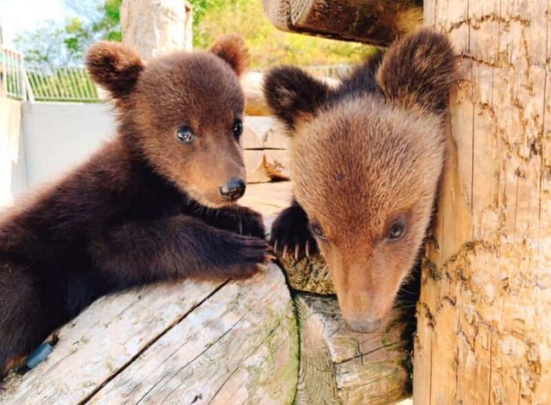 Hokkaido: Noboribetsu & Lake Toya Day Trip to Snow Paradise - Authentic Experiences and Recent Reviews