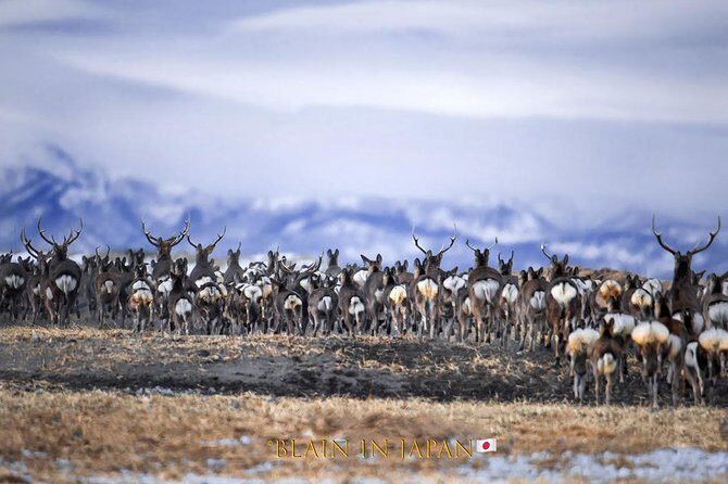 Hokkaido Photo Tour & Workshop-9 Day Tour-February 1-9 - What Past Participants Say