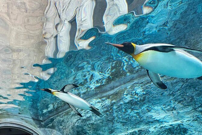 Hokkaido Scenic Day Tour: Zoo, Blue Pond, Iconic Trees & Terrace - Authentic Experiences & Traveler Insights