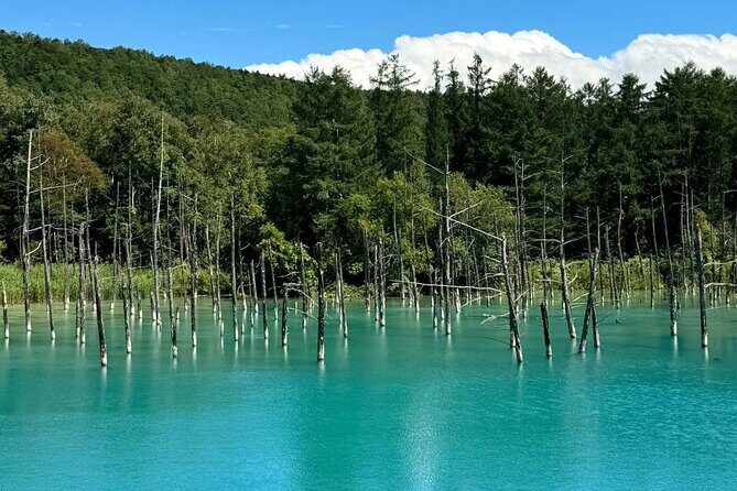 Hokkaido Scenic Day Tour: Zoo, Blue Pond, Iconic Trees & Terrace - The Sum Up