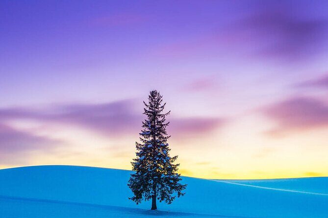 Hokkaido Tour, Asahiyama Zoo, Christmas Tree and Biei Green Pond - A Detailed Look at the Hokkaido Day Tour