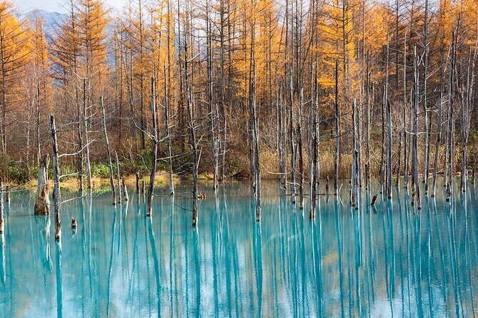 Hokkaido Tour, Asahiyama Zoo, Christmas Tree and Biei Green Pond - Final Thoughts: Is It Worth It?