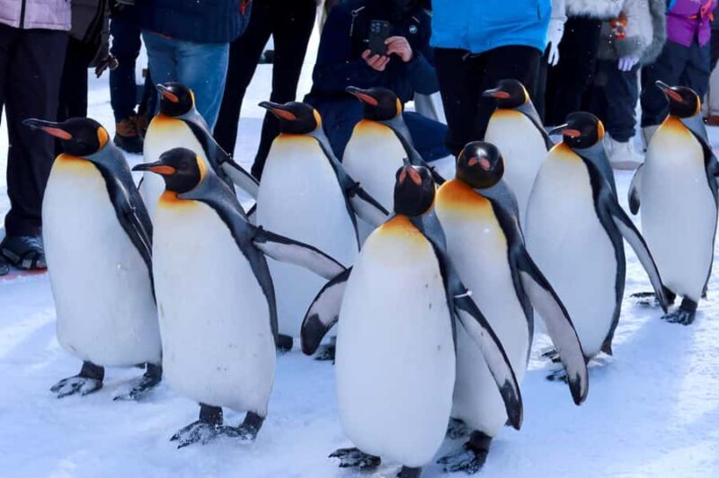 Hokkaido Tour: Snowy Landscapes & Polar Animals & Waterfalls - Key Points