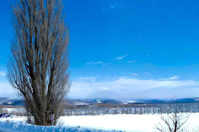 Hokkaido Tour: Snowy Landscapes & Polar Animals & Waterfalls - The Sum Up