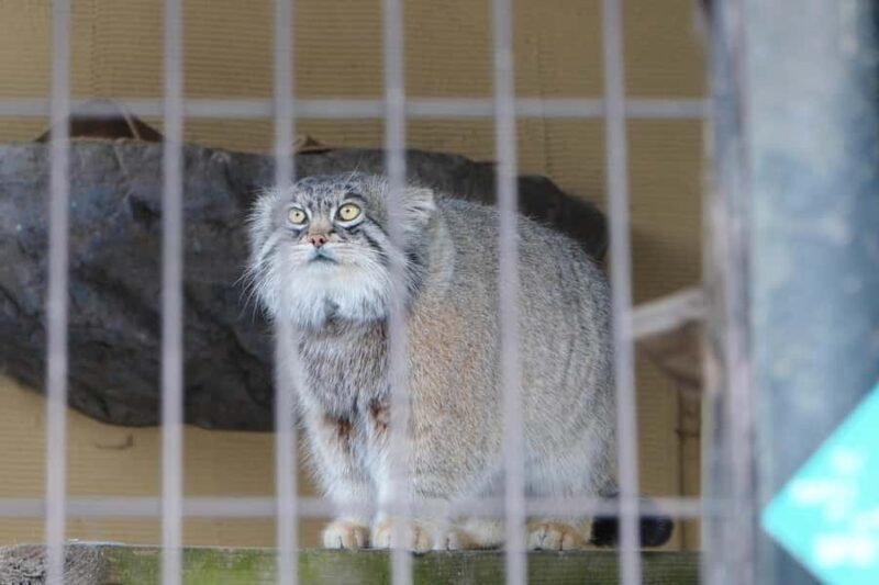 Hokkaido TourAsahiyama Zoo &Biei Waterfalls &Ningle Terrace - Weather and Flexibility