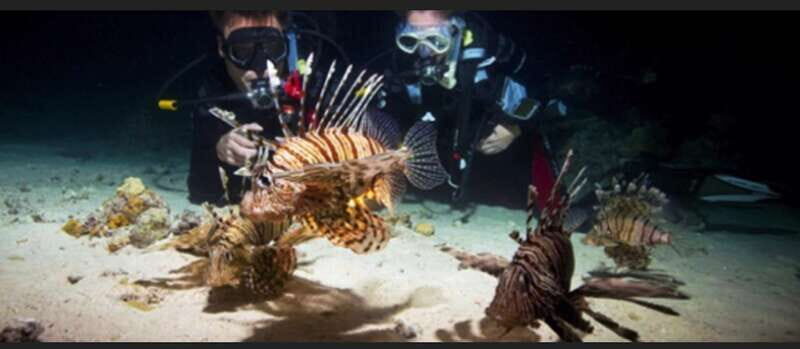 Hol Chan Marine Park night dive - Setting the Scene: What to Expect