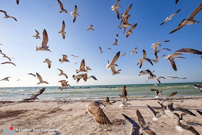 Holbox, all its beauty in 1 day (round trip, lunch and guided visit included) - Group Size, Duration, and Practicalities