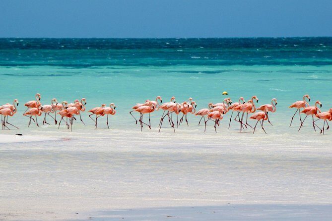 Holbox, all its beauty in 1 day (round trip, lunch and guided visit included) - FAQs