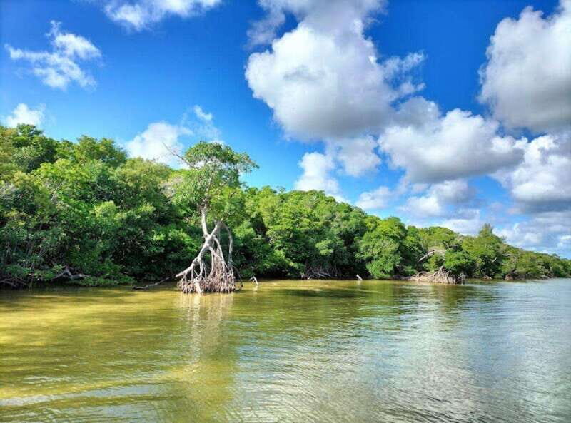 Holbox Discovery: Experience the Authentic Essence, Adventure, Taste and Relaxation - The Experience: What Travelers Say