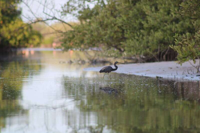 Holbox: Guided Sunrise/Sunset Kayak Tour by Mangrove Reserve - The Experience: A Deep Dive