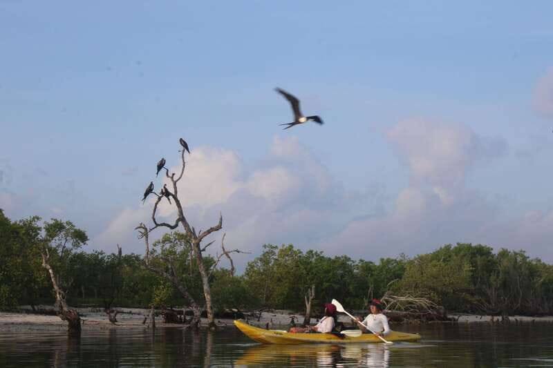 Holbox: Guided Sunrise/Sunset Kayak Tour by Mangrove Reserve - FAQs