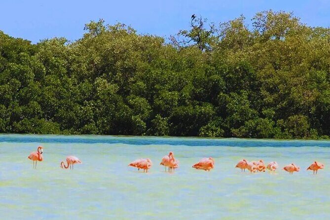 Holbox Island Experience with Lunch - The Value of the Tour