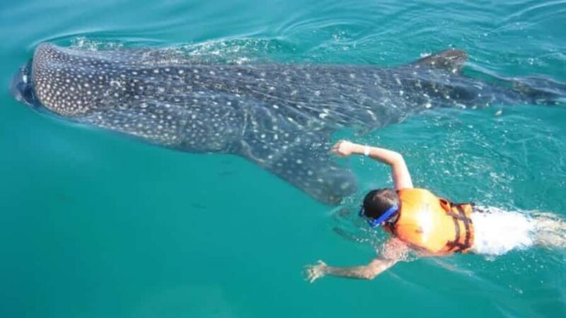 Holbox Island: Swim with Whale Sharks, All-Inclusive - What to Expect from the Tour