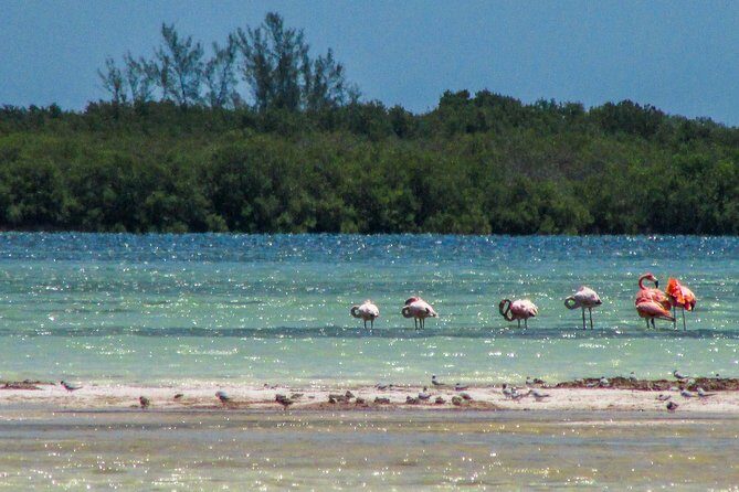 Holbox Island Tour departure from Cancun - Transportation and Group Size