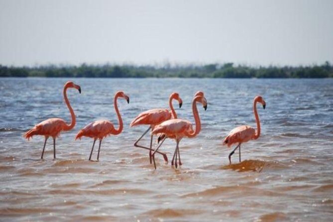 HOLBOX ISLAND TOUR - from Holbox (Private) - Final Thoughts: Is This Tour Worth Your Time?