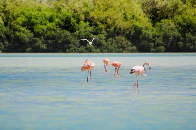 Holbox Island Tour in Mexico with Lunch - Who Will Love This Tour?