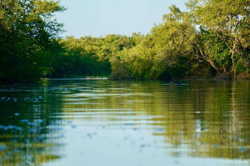 Holbox: Mangrove Sunset Kayak Tour - Frequently Asked Questions