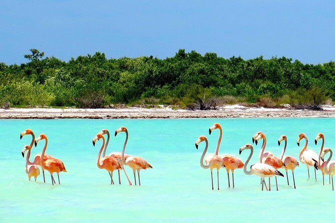 Holbox plus Island Magic by boat Tour from Cancun - Setting Expectations for Your Day