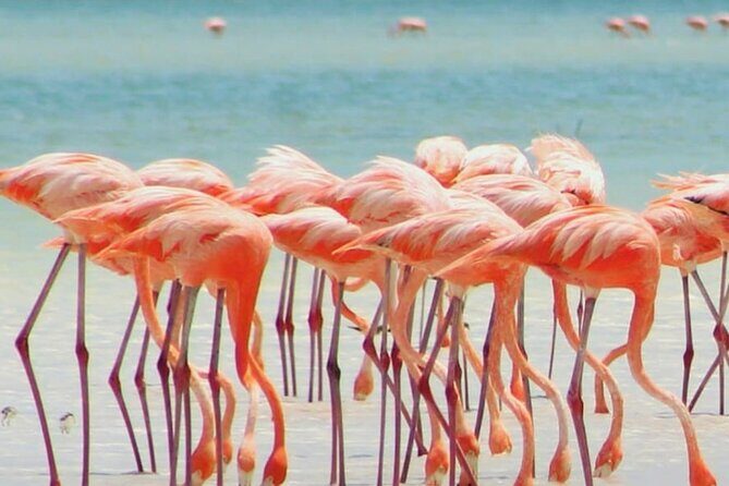 Holbox plus Island Magic by boat Tour from Cancun - Authenticity and Real Experiences