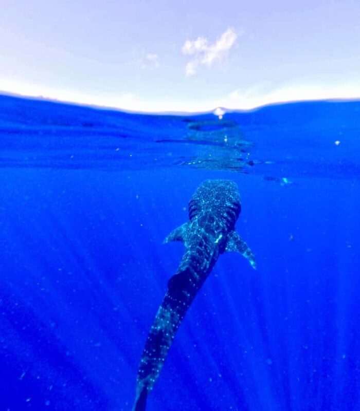 Holbox: Search and swim tour with the world's biggest fish. - Authentic Insights from Travelers