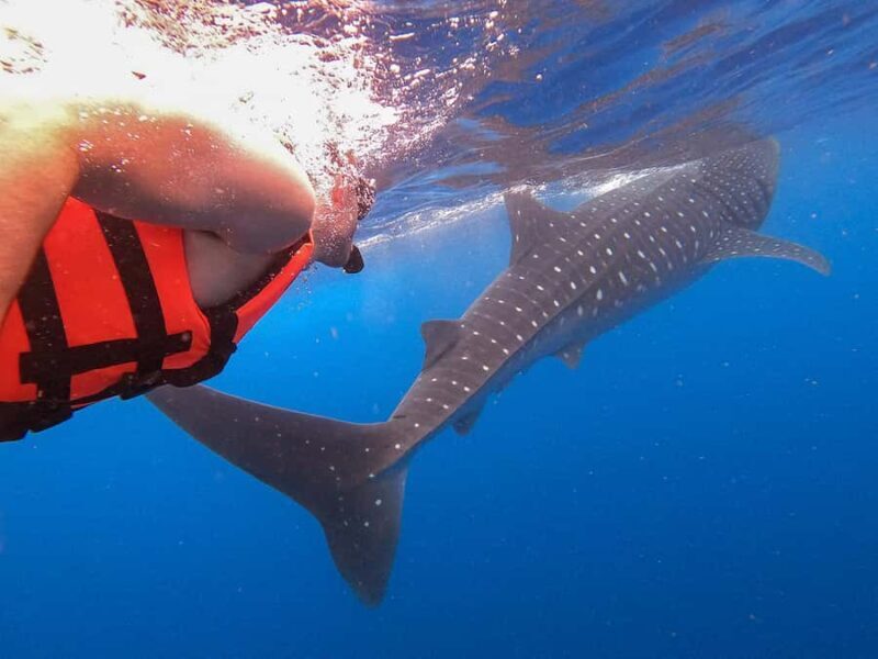 Holbox: Search and Swim with Whale Sharks ! All Inclusive. - Final Thoughts on the Experience
