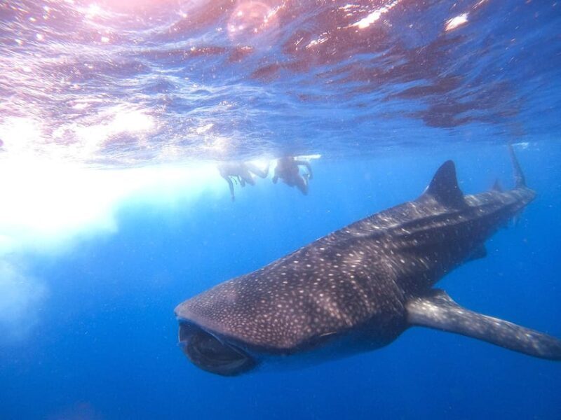 Holbox: Search and Swim with Whale Sharks ! All Inclusive. - Frequently Asked Questions