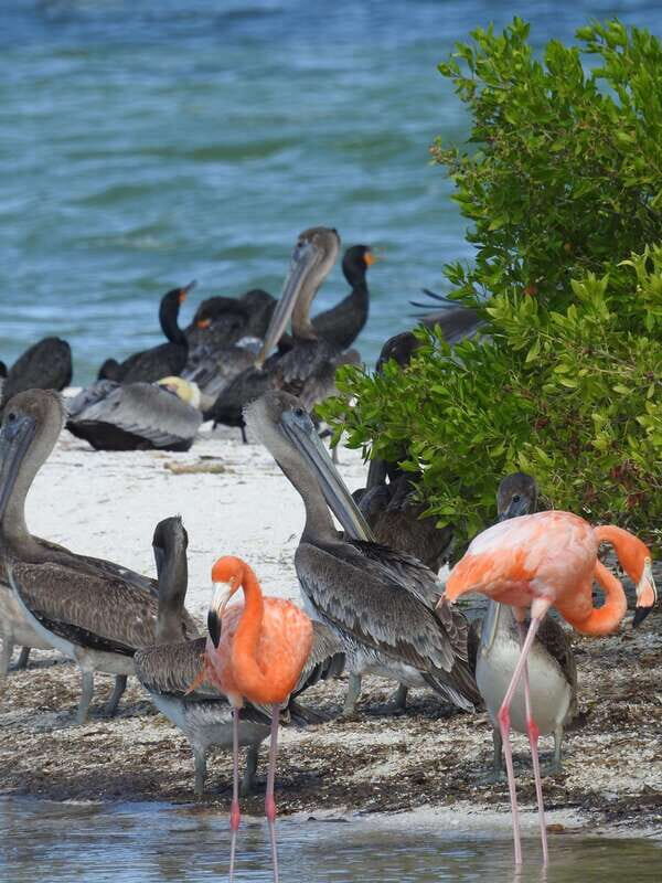 Holbox: Sunrise Kayak Tour through the Mangroves - What to Expect During Your Sunrise Kayak Tour