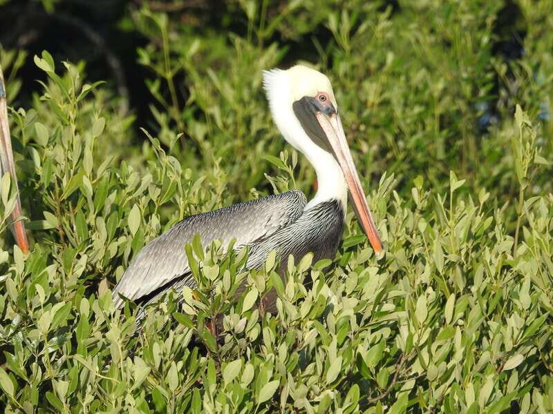 Holbox: Sunrise Kayak Tour through the Mangroves - Why This Tour Offers More Than Just Paddling