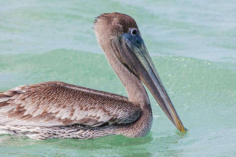 Holbox: Sunrise Kayak Tour through the Mangroves - Who Will Love This Experience?